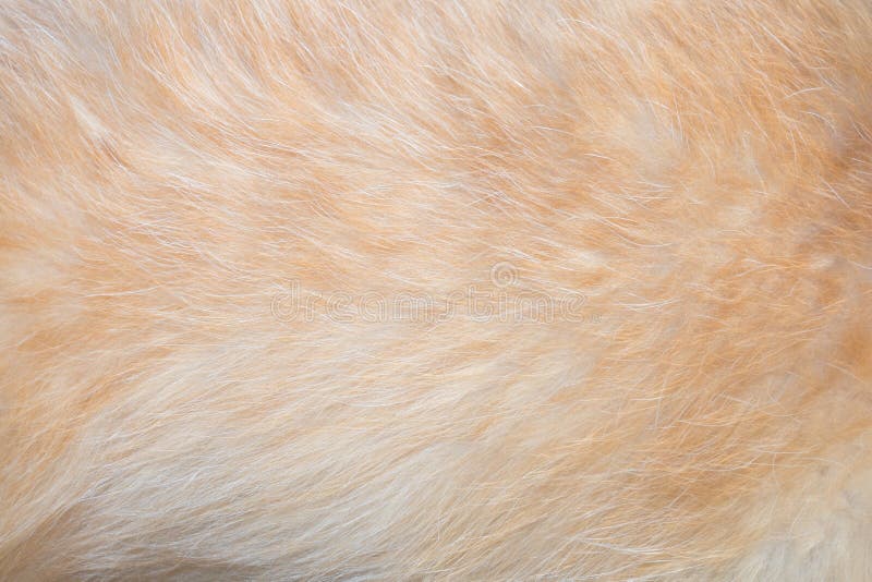 Dog s fur texture stock photo. Image of retriever, macro - 66679240