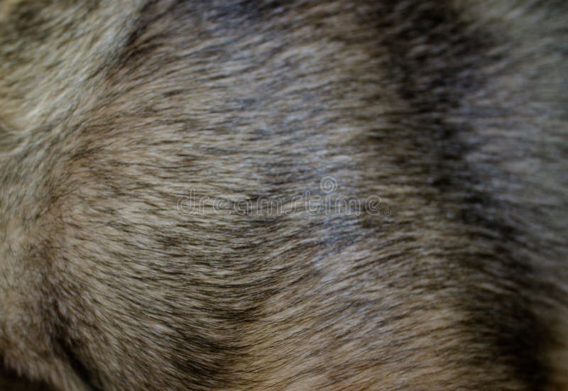 Dog`s Fur. the Texture of Dog Hair Stock Image - Image of bright ...