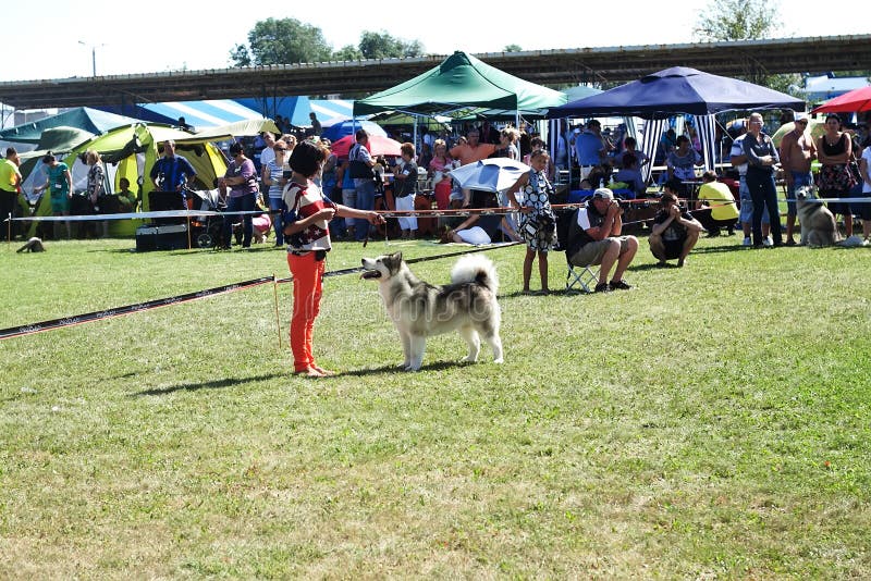 Dog with it S Handler on Contest Editorial Stock Image - Image of ...