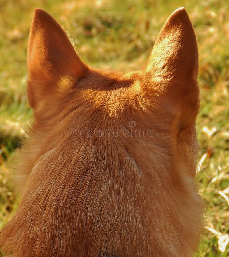 Head Dog Rear View Stock Images - Download 152 Royalty Free Photos