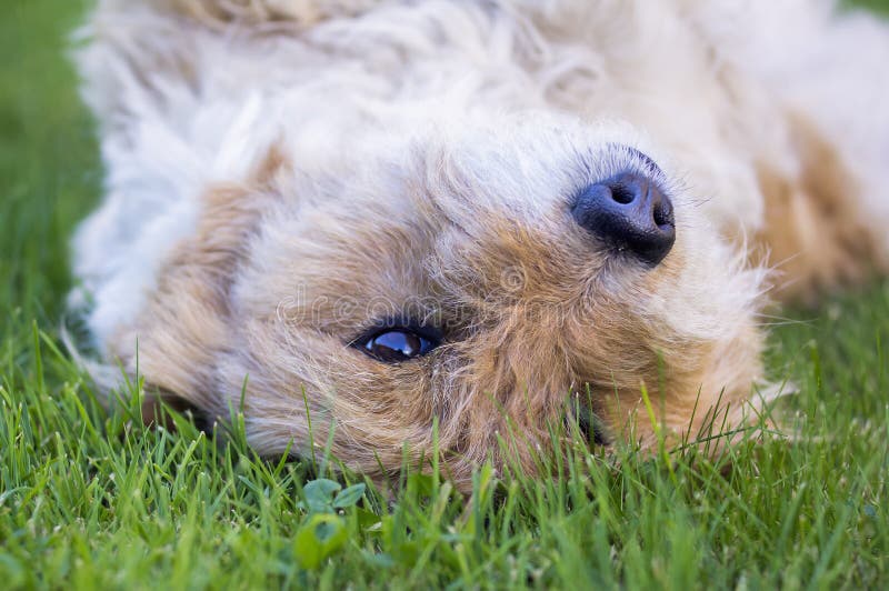 Dog s head stock image. Image of natural, close, adorable - 56603649