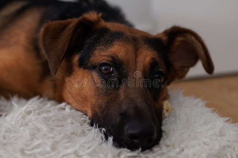 Dog S Head Looking at Camera Resting on Carpet Stock Photo - Image of ...