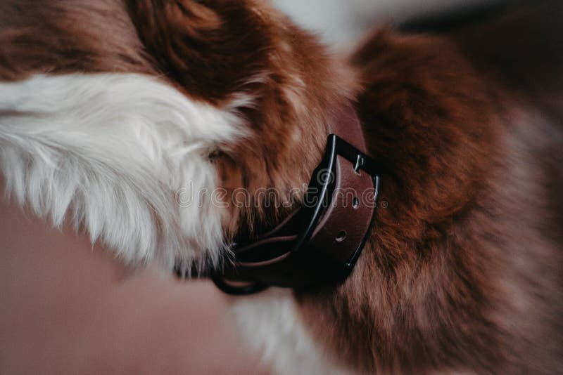Dog`s Neck. Side View. Brown Dog Stock Image - Image of wool, furry ...