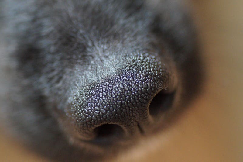 Dogs Nose Stock Images - Download 10,248 Royalty Free Photos