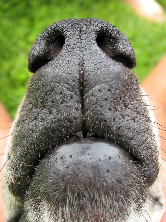 German Shepherd Dog Nose Macro Side View Stock Image - Image of closeup ...