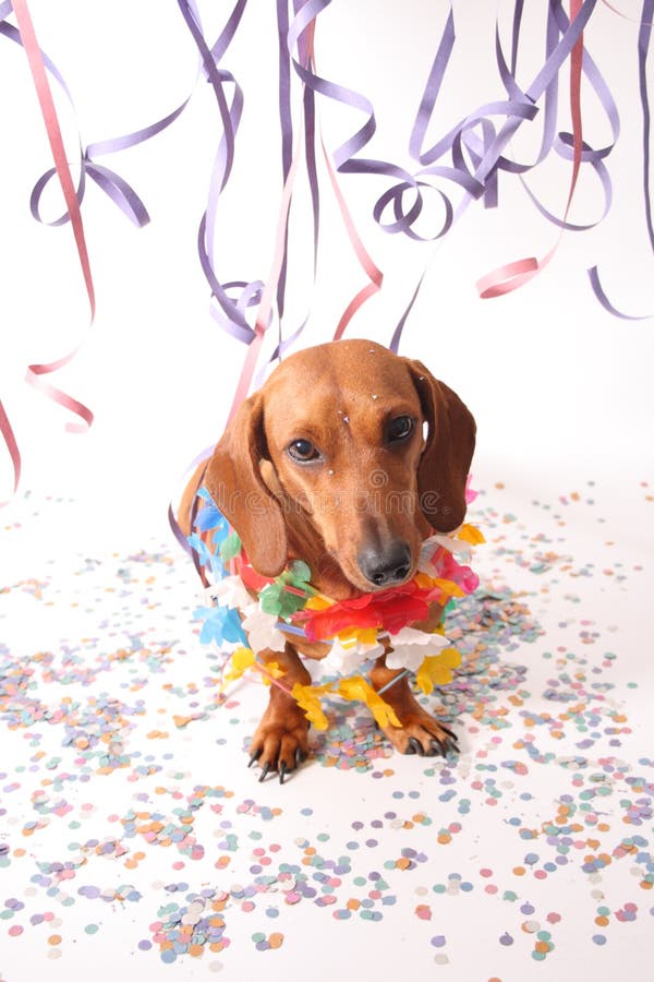 Dog s party stock image. Image of colored, race, teckel - 32276729