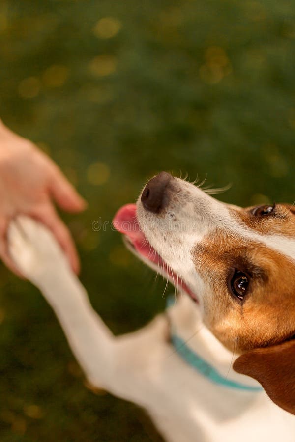 A Dog`s Paw and a Human Hand Make a Handshake. Friendly Handshake ...