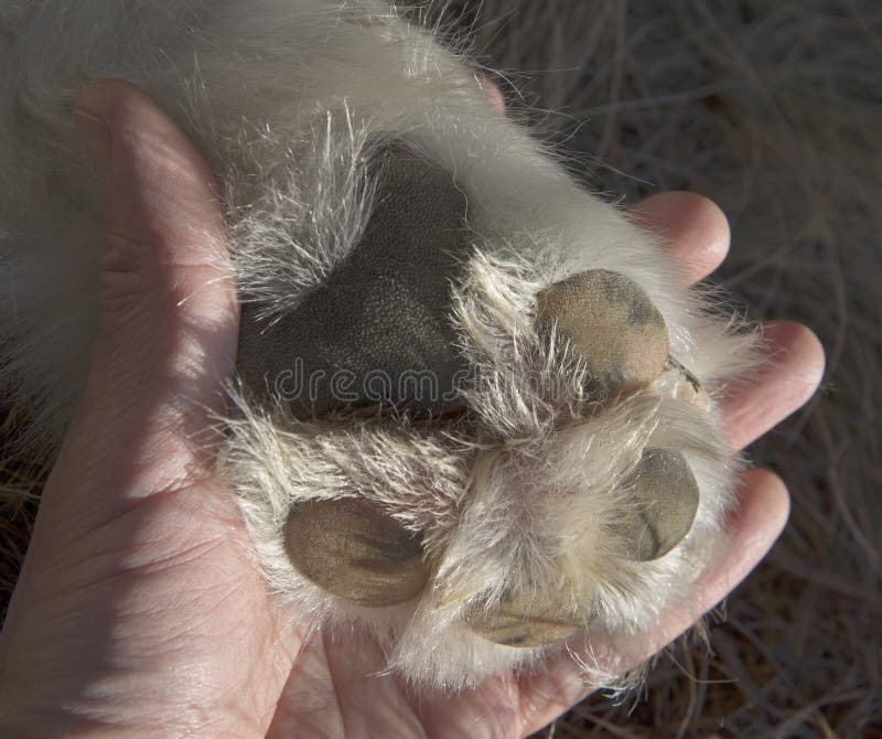 Dog`s paw on palm stock photo. Image of mammal, animal - 86719370