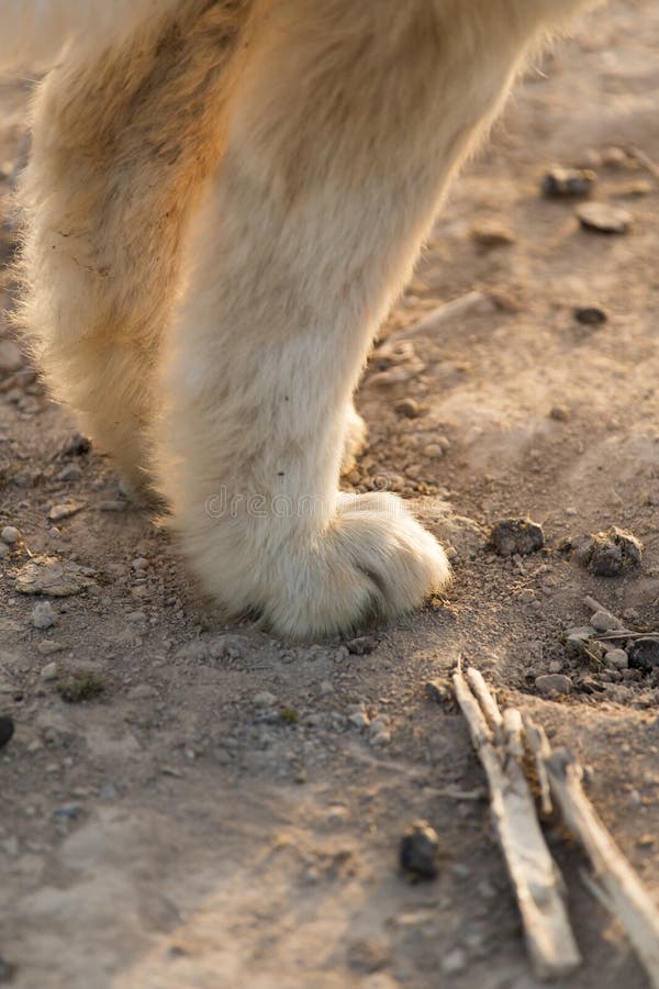 Dog`s paws stock photo. Image of closeup, cute, macro - 103348076