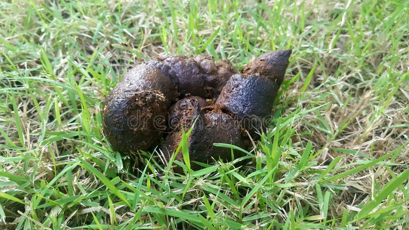 Dog, Poop on the Green Grass Stock Image - Image of grass, mixed: 78047219