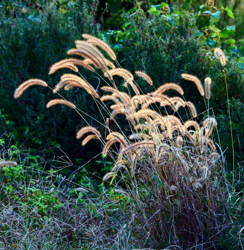 Dog s tail grass stock photo. Image of autumn, flat, backlight - 16335872