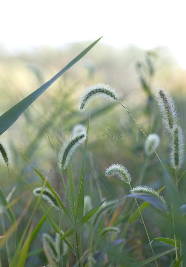 Dog`s Tail Grass in Autumn stock photo. Image of vertical - 229219242