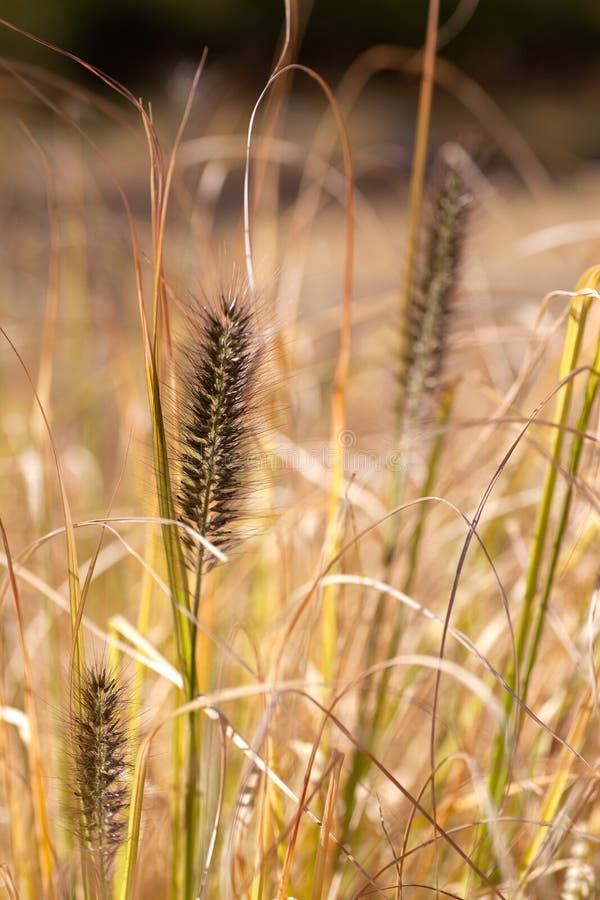 Dog`s tail grass in wild stock image. Image of green - 253954575