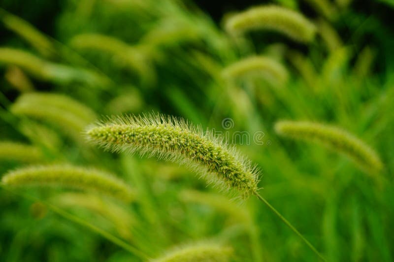 The dog s tail grass stock photo. Image of scenic, greenery - 56319648