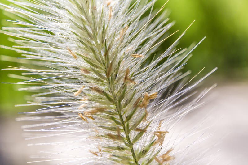 Plant Dog's Tail Grass Stock Photos - Free & Royalty-Free Stock Photos ...