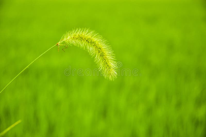 Dog s tail grass closeup stock image. Image of grass - 78181181