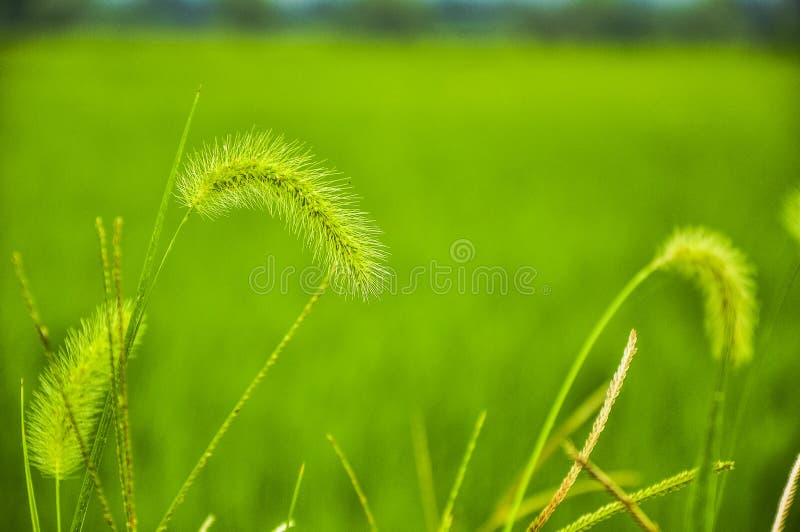 Dog s tail grass closeup stock photo. Image of cute, green - 78181184