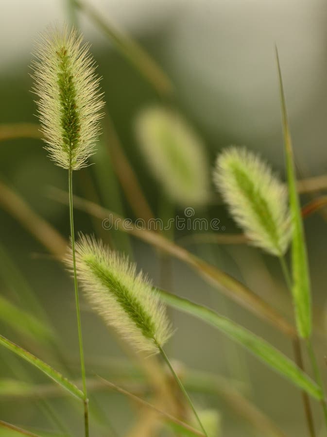 The Dog S Tail Grass in the Field in Autumn. Stock Image - Image of ...