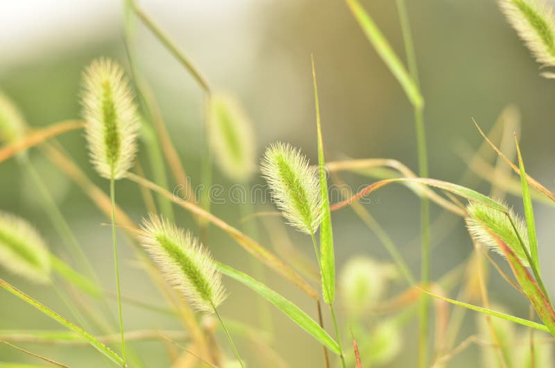 The Dog S Tail Grass in the Field in Autumn. Stock Image - Image of ...