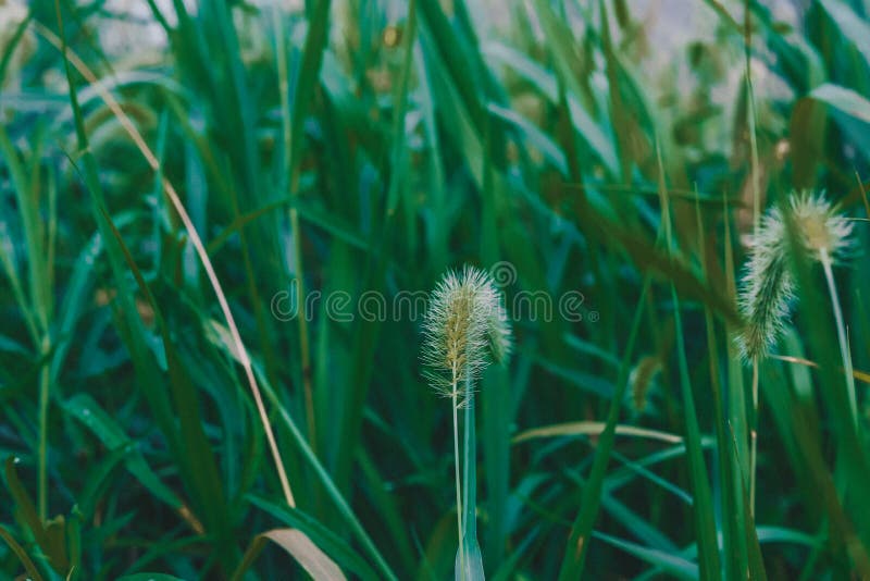 Dog S Tail Grass Growing in Summer Stock Photo - Image of green, summer ...