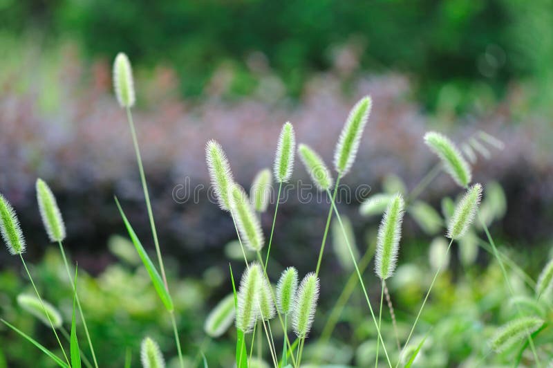 Dog s tail grass stock image. Image of field, grass, natural - 58940755