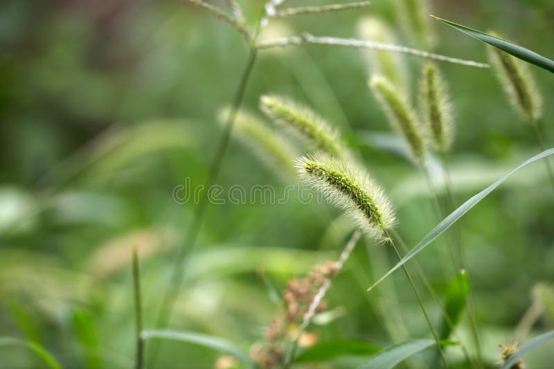 Dog`s tail grass in wild stock image. Image of green - 253954575