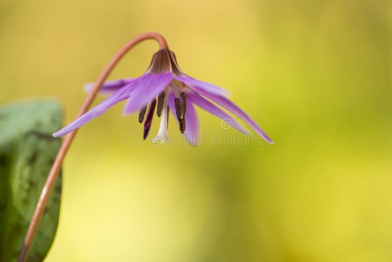 Dog S-tooth-violet, Erythronium Dens-canis Stock Photo - Image of ...