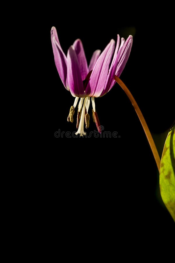Dog S-tooth-violet, Erythronium Dens-canis Stock Photo - Image of ...