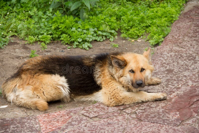 Sad Dog Rain Stock Photos - Download 363 Royalty Free Photos