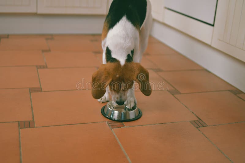 Dog Sadly Looking at Empty Dog Bowl. Puppy Beagle Dog with Dog Bowl ...