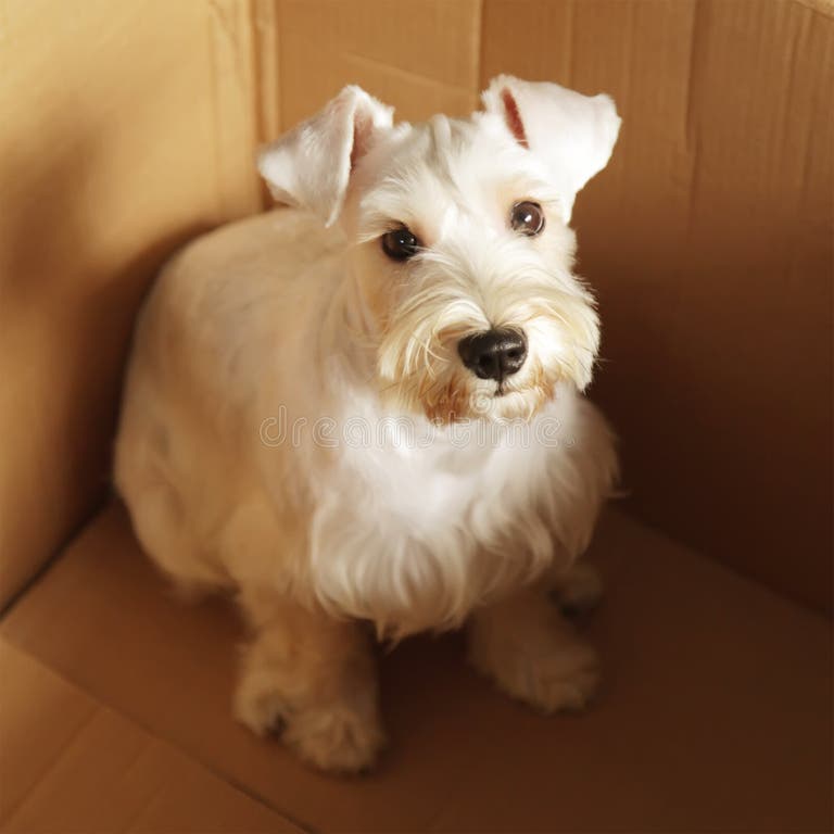 Dog for Sale stock image. Image of breed, mixed, puppy - 10323123