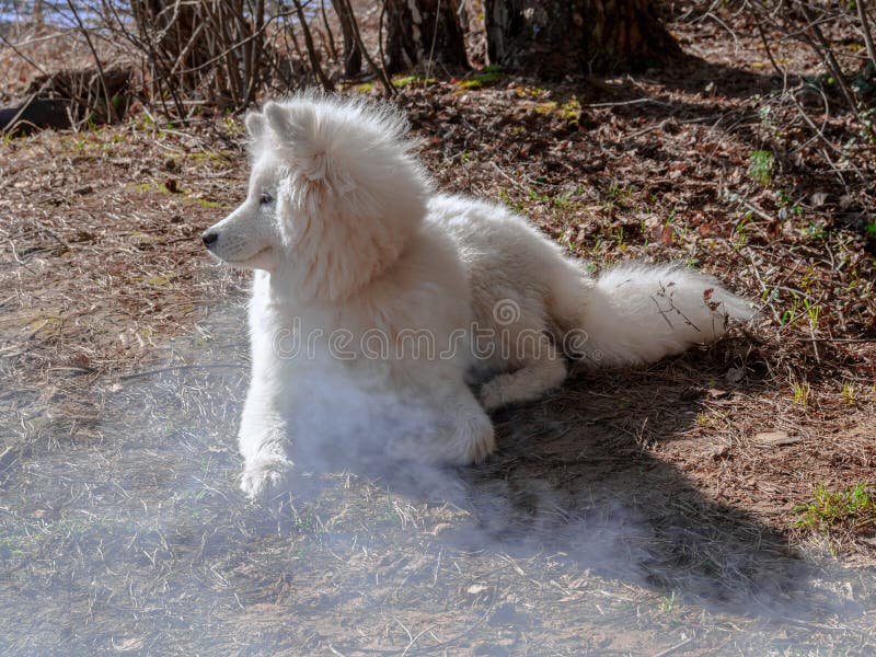 Dog Samoyed Lying on the Ground in the Forest Slightly Clouded Behind ...
