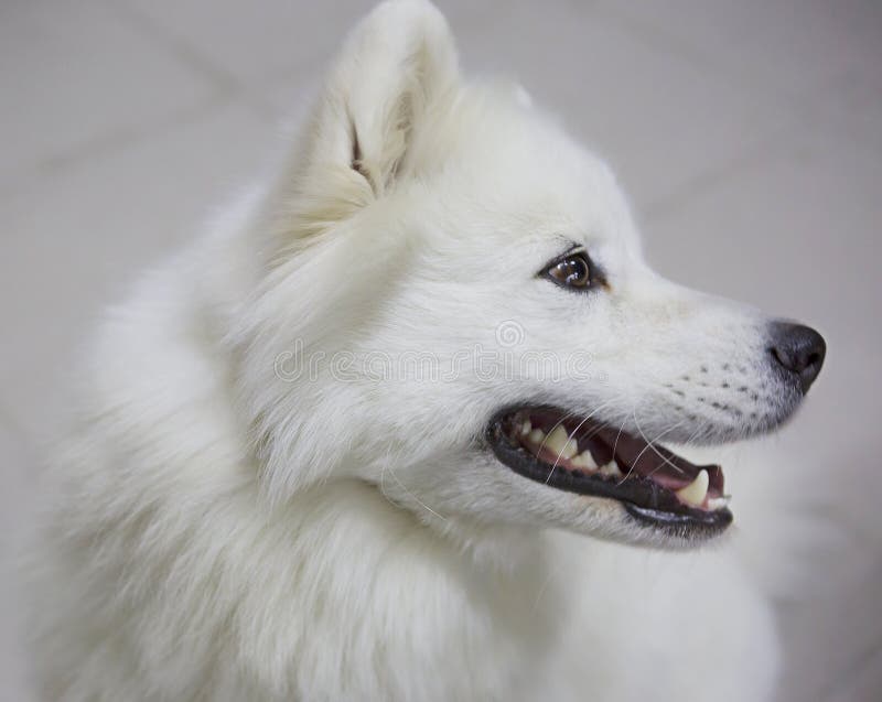 Dog Samoyed stock image. Image of thick, wool, white - 90484525