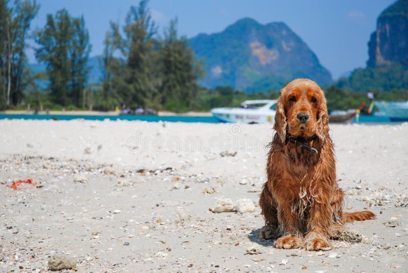 Dog on sand. stock photo. Image of portrait, cute, casual - 37989492