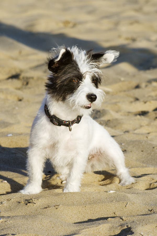 Dog On The Sand Picture. Image: 5919599