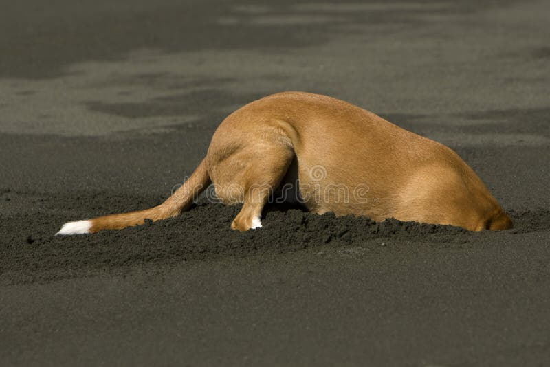 Dog in Sand stock photo. Image of sand, tail, animal, beach - 8270200