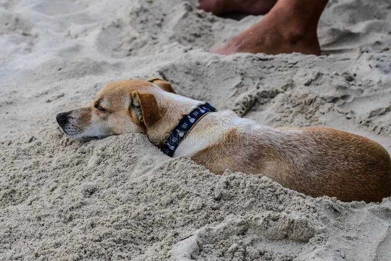 Dog in sand on beach stock photo. Image of vacation, destination - 92271896