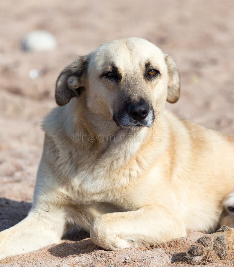 Dog in the sand stock photo. Image of hole, animal, canine - 108711836