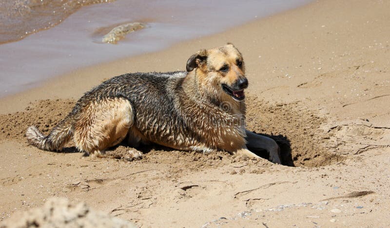 Dog on the Sand by the Sea. Stock Photo - Image of nature, ocean: 255653458