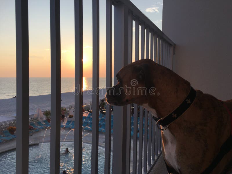 Dog on the Sandy Beach at Sunset Stock Photo - Image of boxer, brown ...