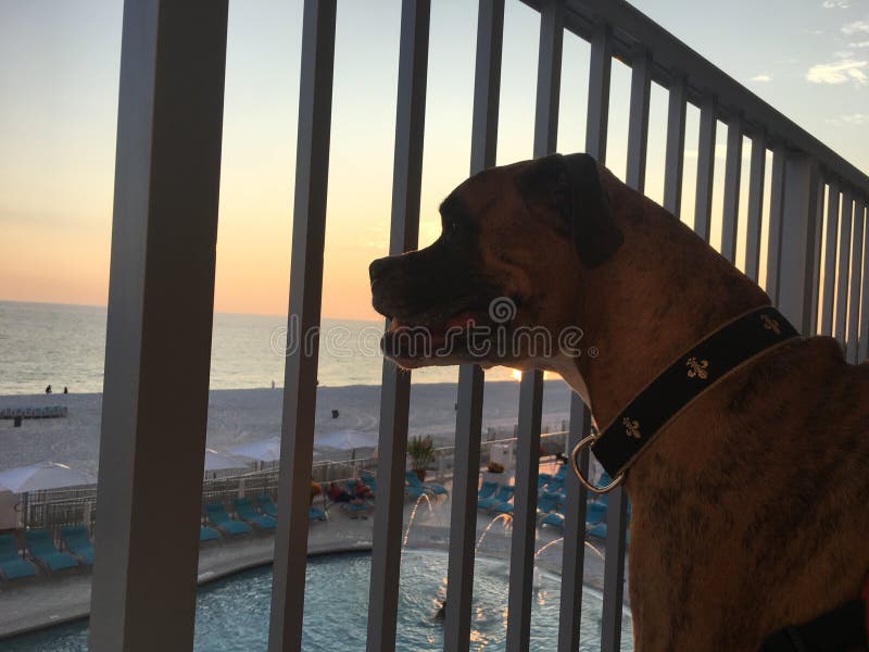 Dog on the Sandy Beach at Sunset Stock Photo - Image of boxer, lake ...