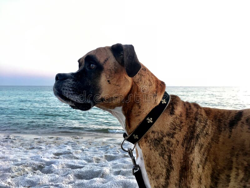 Dog on the Sandy Beach at Sunset Stock Photo - Image of juan, dusk ...