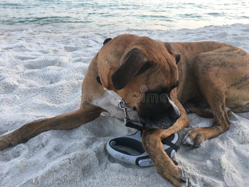 Dog on the Sandy Beach at Sunset Stock Image - Image of arrival, lake ...