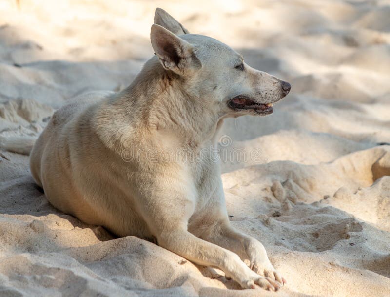 Dog on the sandy seashore stock image. Image of shoreline - 315896429