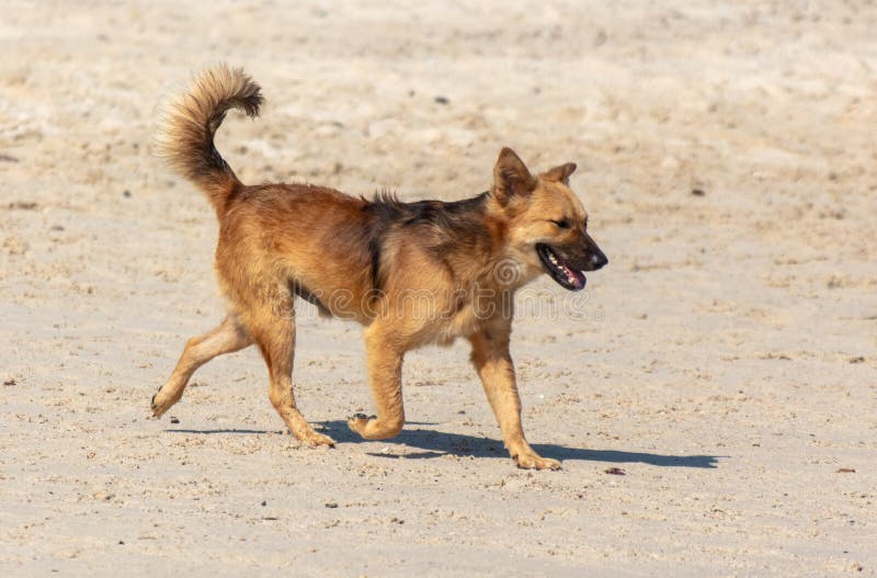 Dog on the sandy seashore stock photo. Image of sandy - 317891128