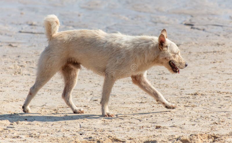Dog on the sandy seashore stock image. Image of ocean - 319207093