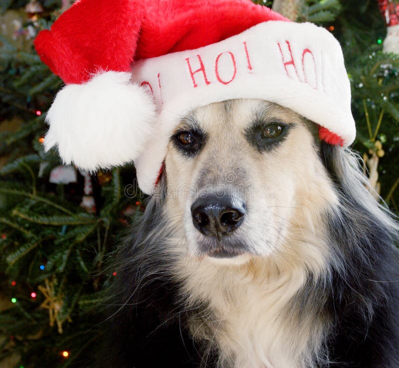 Dog with Santa hat stock image. Image of square, furry - 7546155
