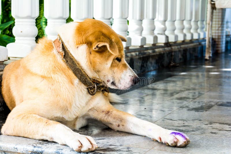 The dog sat down stock photo. Image of home, brown, pillow - 86086556
