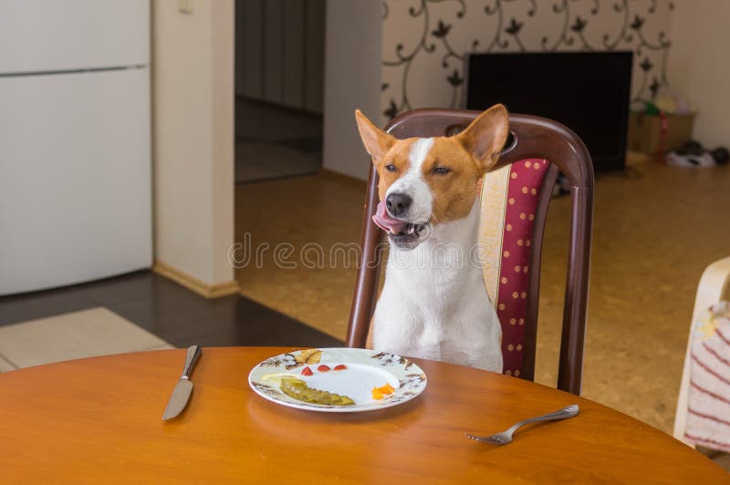 Dog is Satisfied with the Service in Own Restaurant Stock Photo - Image ...