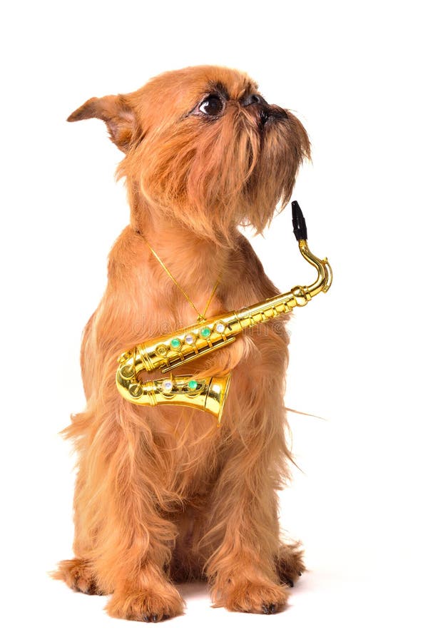 Dog with Saxophone stock image. Image of bruxelois, isolated - 21730185